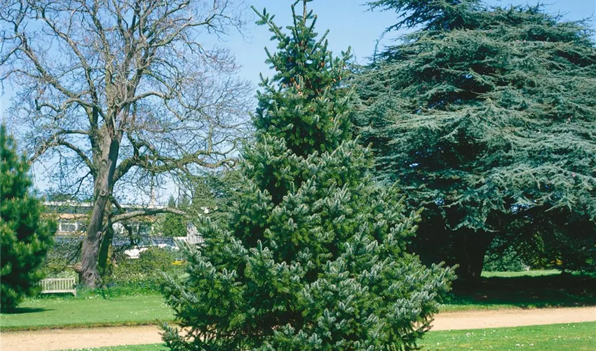 Picea Omorika Riverside