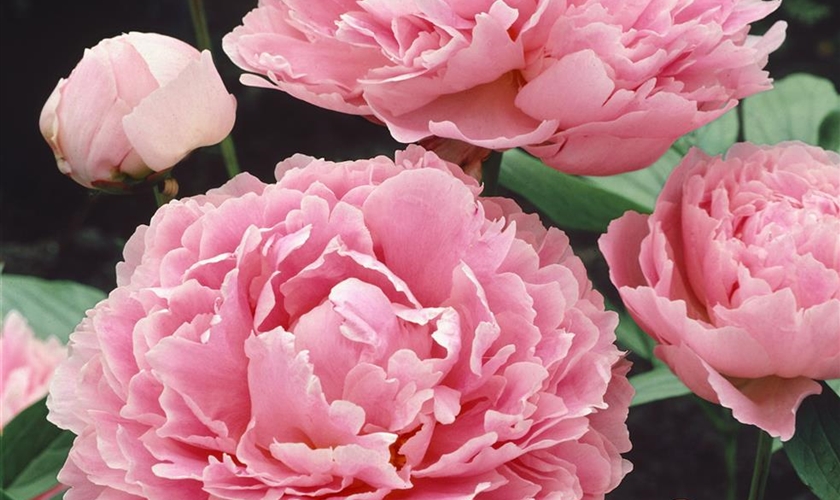 Garten-Pfingstrose 'Sarah Bernhardt' - Floragard Pflanzeninfothek