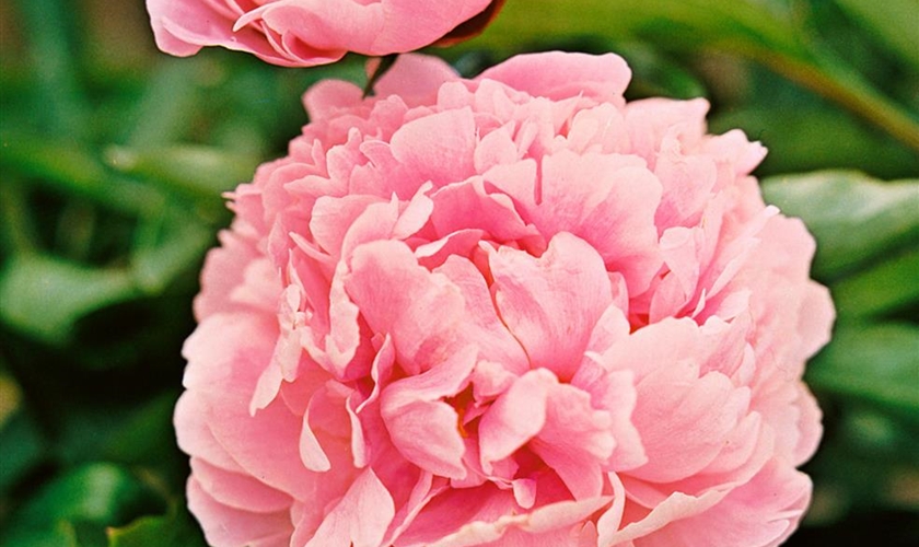 Garten-Pfingstrose 'Sarah Bernhardt' - Floragard Pflanzeninfothek