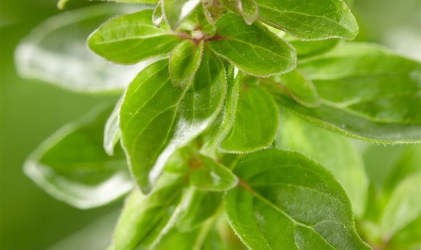 Echter Majoran 'Aromata' - Floragard Pflanzeninfothek
