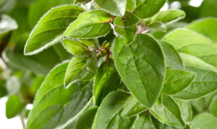 Echter Majoran 'Aromata' - Floragard Pflanzeninfothek