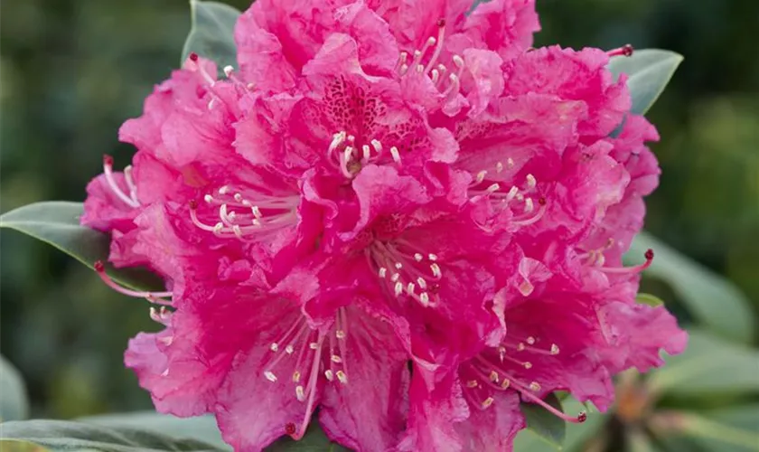 Rhododendron 'Canberra' Pflanze, Pflege & Tipps Floragard