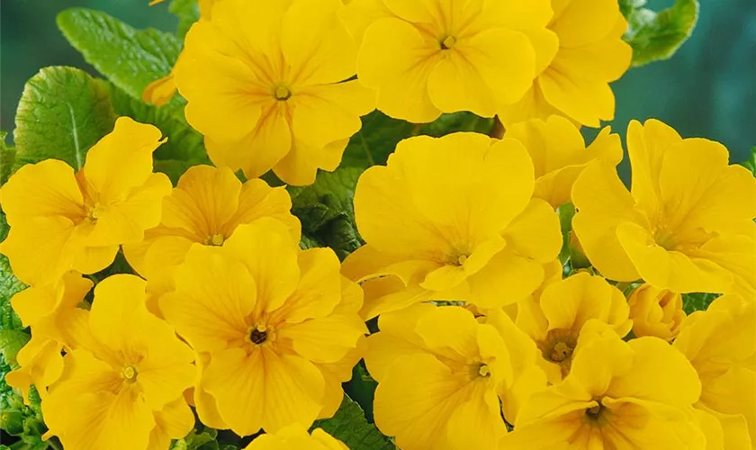 Hohe Garten-Schlüsselblume 'Stiletto' Pflanze, Pflege & Tipps Floragard