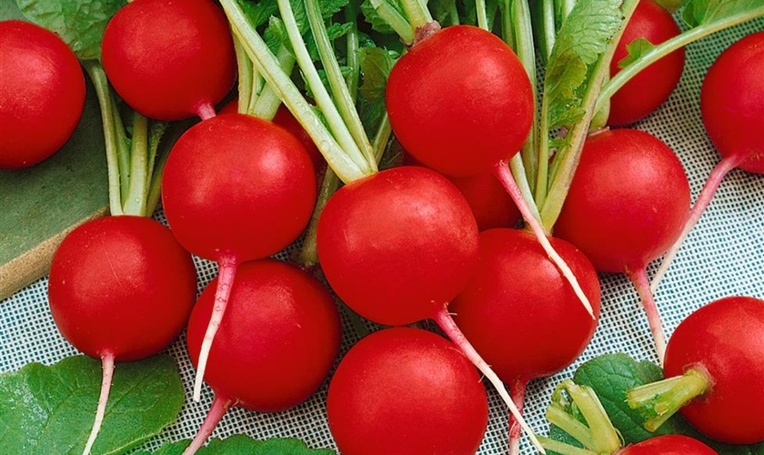 Radieschen 'Rudi' - Floragard Pflanzeninfothek