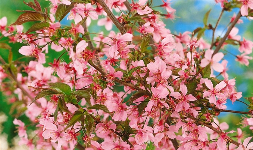 Kurilenkirsche 'Ruby' - Floragard Pflanzeninfothek