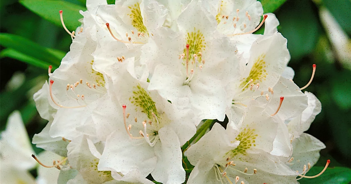 Rhododendron 'Album Grandiflorum' Pflanze, Pflege & Tipps Floragard