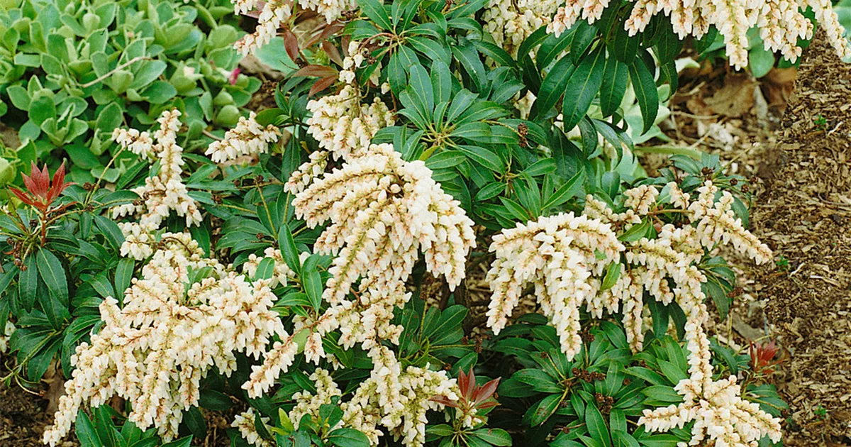 Pieris japonica 'Snowdrift' Pflanze, Pflege & Tipps Floragard