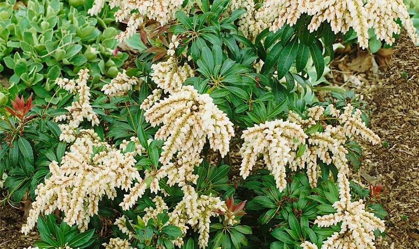 Pieris japonica 'Snowdrift' Pflanze, Pflege & Tipps Floragard