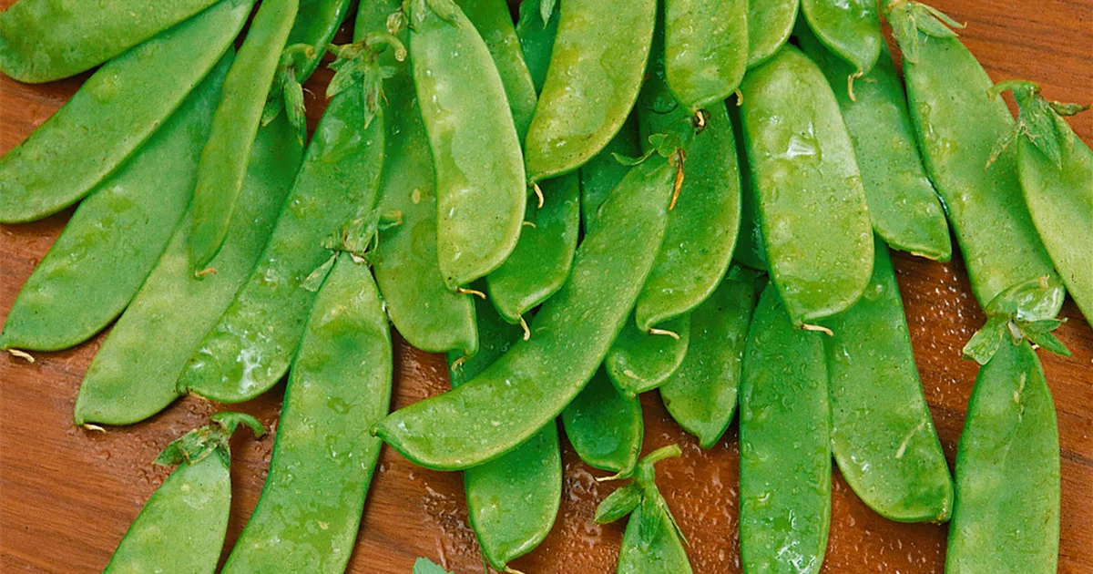 Kiefelerbse 'Norli' Pflanze, Pflege & Tipps Floragard