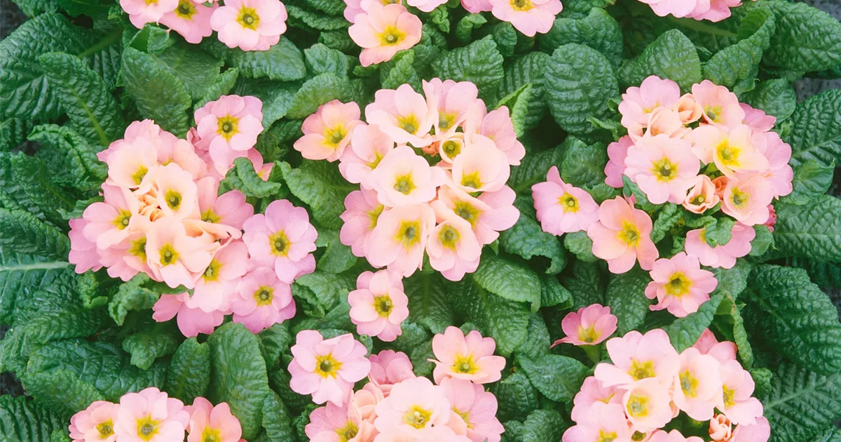 Kissen-Primel 'Candy Girls' Pflanze, Pflege & Tipps Floragard