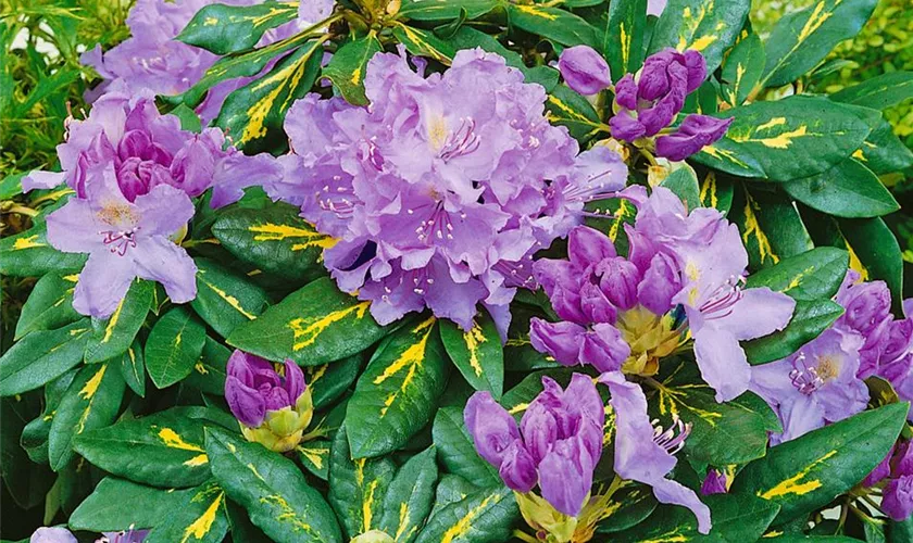 Rhododendron 'Molten Gold' Pflanze, Pflege & Tipps Floragard