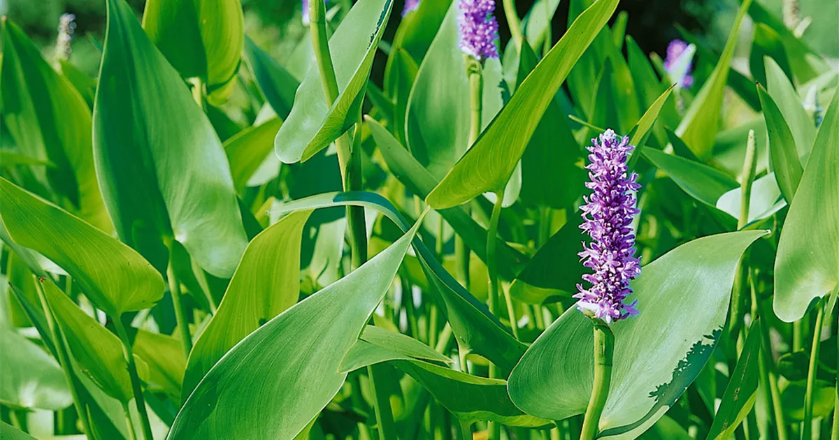 Pontederia cordata 'Pink Pons' Pflanze, Pflege & Tipps Floragard