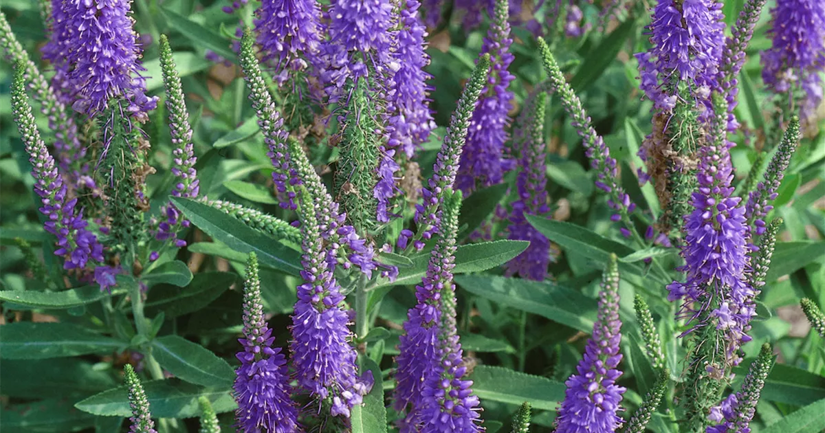 Pseudolysimachion spicatum Pflanze, Pflege & Tipps Floragard