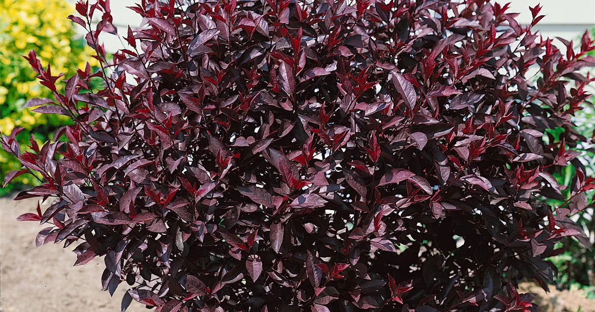 Prunus cistena 'Crimson Dwarf' Pflanze, Pflege & Tipps Floragard