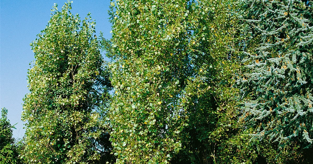 Populus nigra 'Italica' Pflanze, Pflege & Tipps Floragard