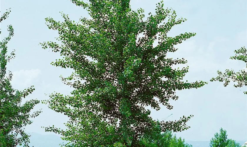 Populus tremula Pflanze, Pflege & Tipps Floragard