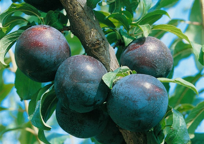 Pflaume 'Bleue de Belgique' - Floragard Pflanzeninfothek