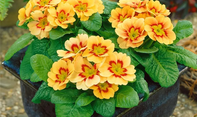 Primula vulgaris 'Solena'® Pflanze, Pflege & Tipps Floragard