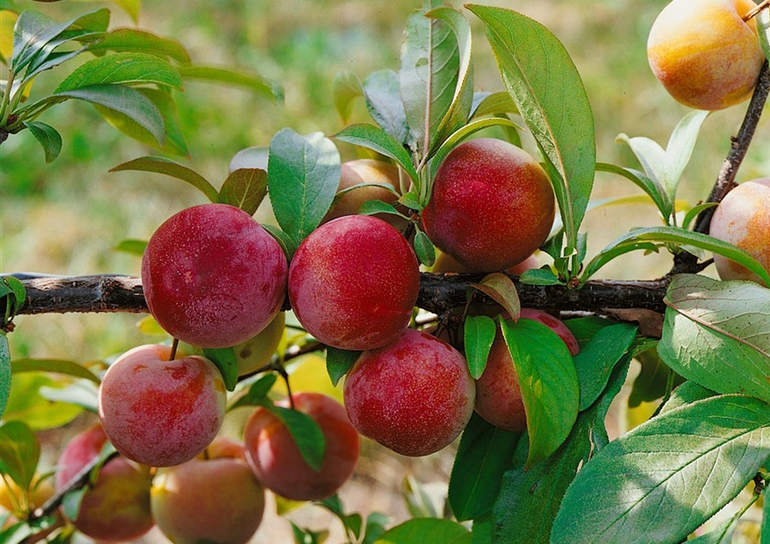 Pflaume 'Königin Viktoria' - Floragard Pflanzeninfothek