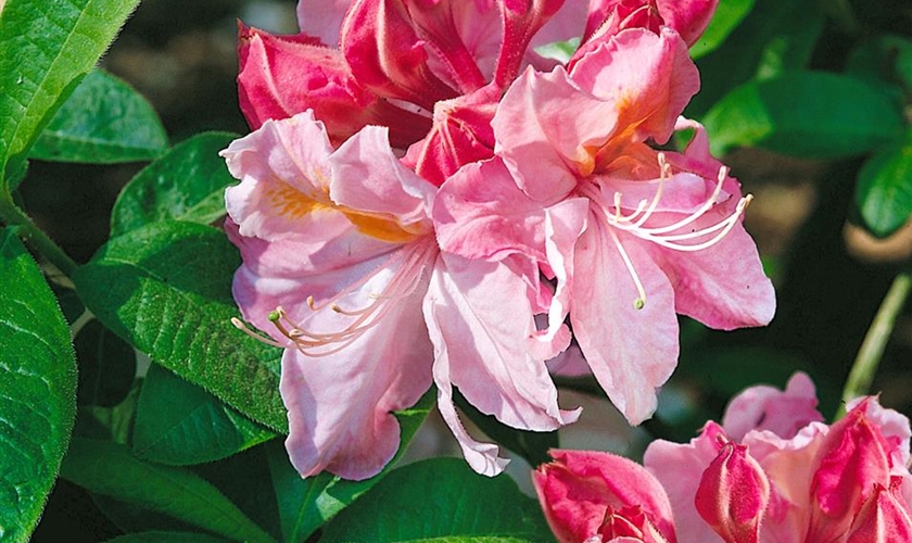 Sommergrüne Azalee 'Cecile' - Floragard Pflanzeninfothek