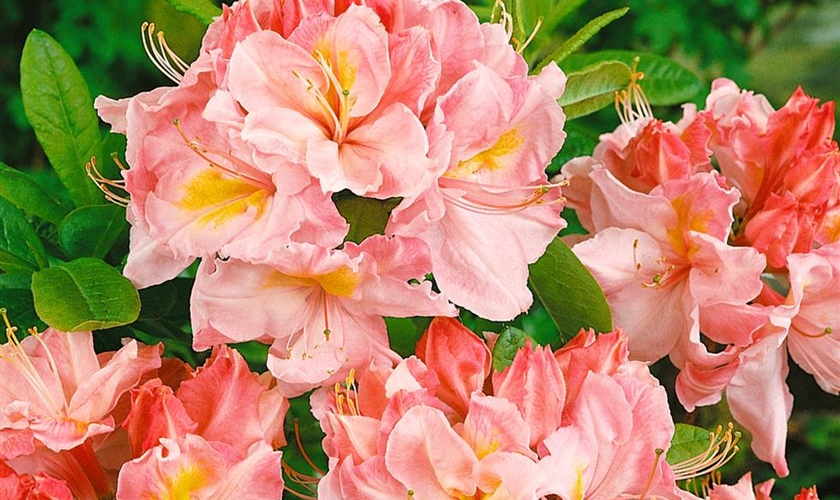 Sommergrüne Azalee 'Cecile' - Floragard Pflanzeninfothek
