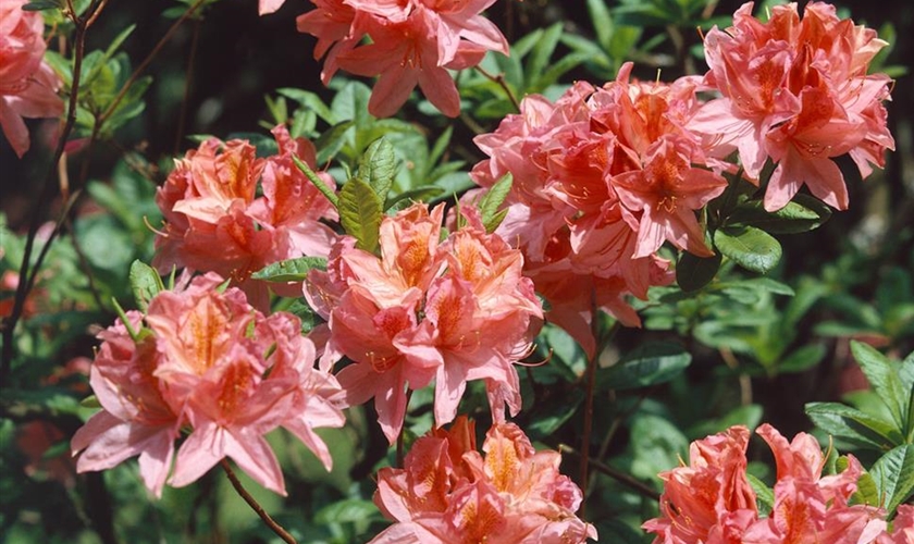 Sommergrüne Azalee 'Cecile' - Floragard Pflanzeninfothek