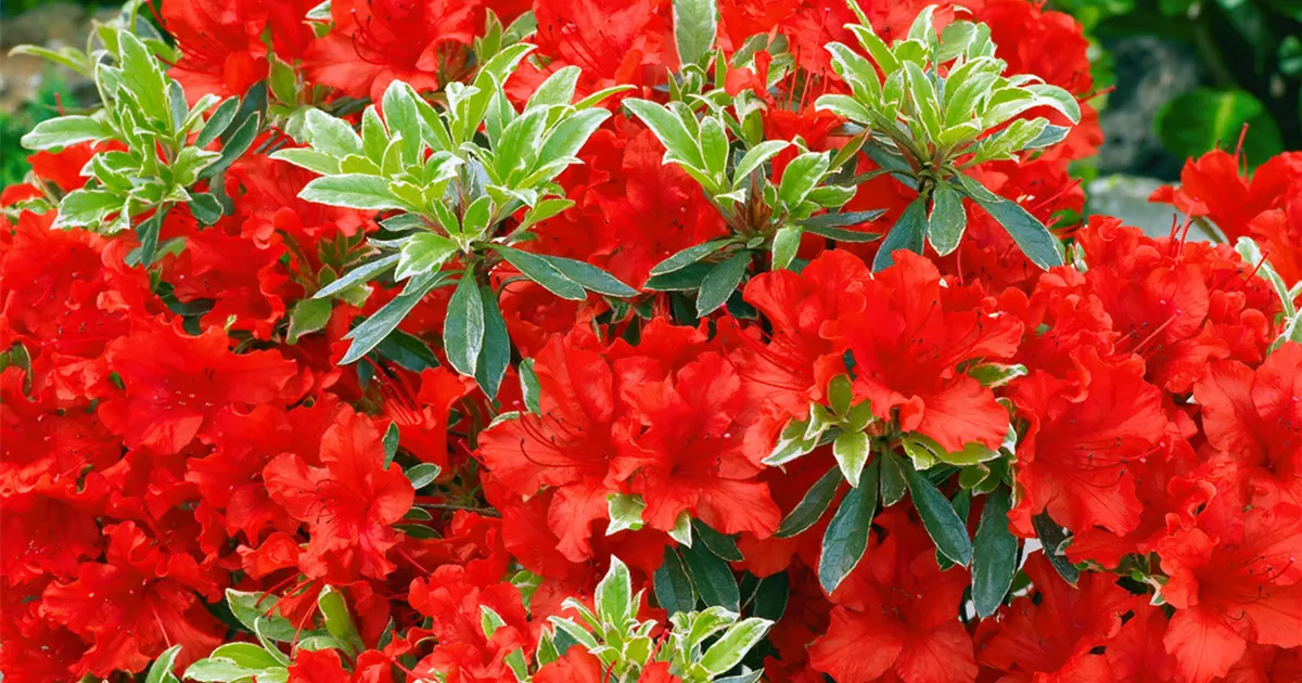 Japanische Azalee 'Addy Wery' Pflanze, Pflege & Tipps Floragard