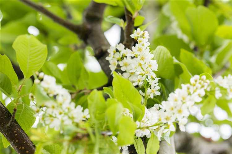 Prunus padus 'Watereri' - Floragard Pflanzeninfothek