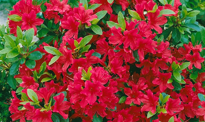 Japanische Azalee 'Geisha Red' - Floragard Pflanzeninfothek