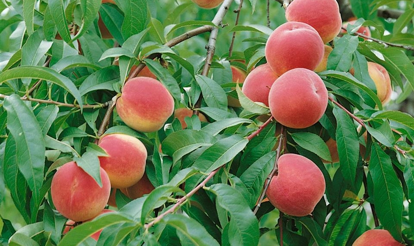 Pfirsich 'Roter Ellerstädter' - Floragard Pflanzeninfothek