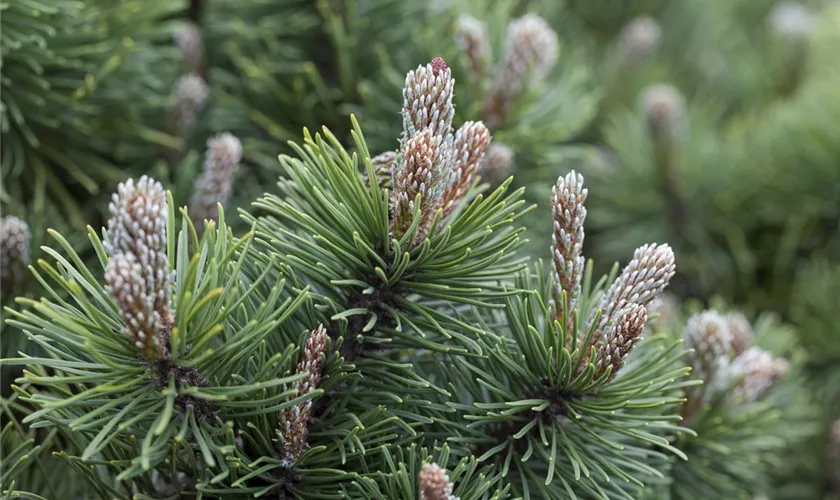 Pinus mugo 'March' Pflanze, Pflege & Tipps Floragard