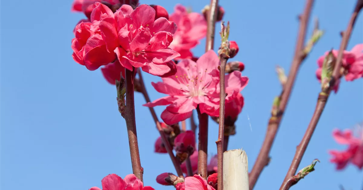 Prunus persica 'Taoflora'® Pflanze, Pflege & Tipps Floragard