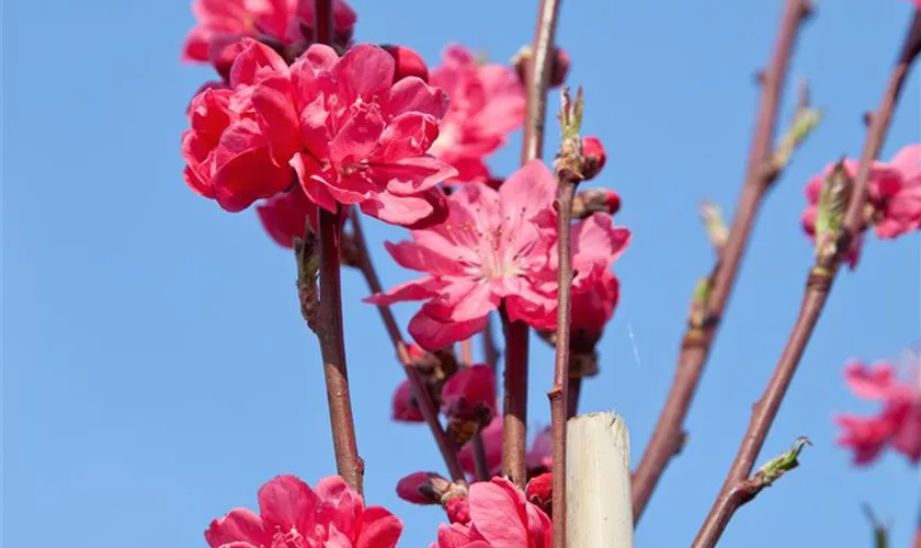 Prunus persica 'Taoflora'® Pflanze, Pflege & Tipps Floragard