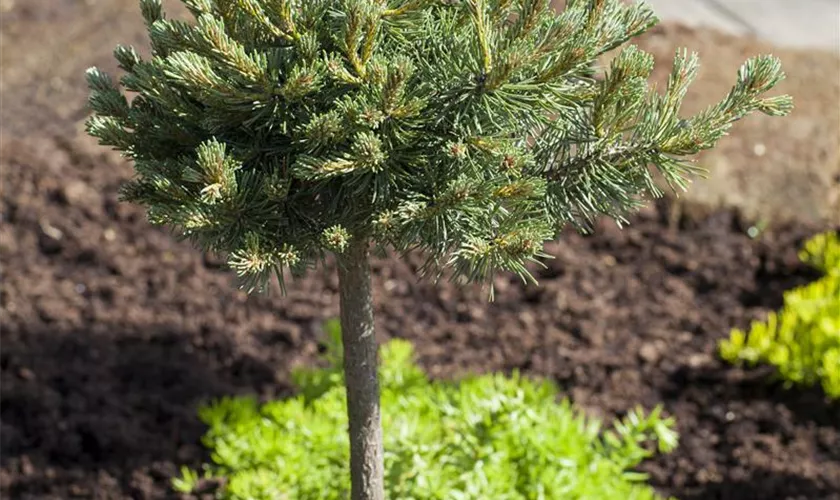 Kugel-Kiefer 'Mini Mops' Pflanze, Pflege & Tipps Floragard