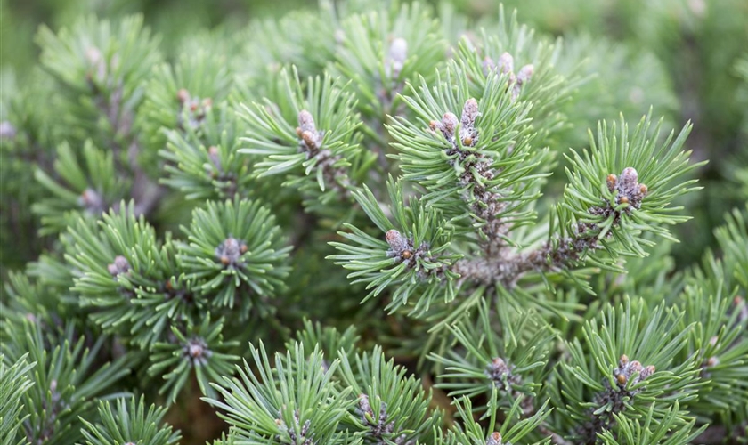 Kugel-Kiefer 'Mini Mops' - Floragard Pflanzeninfothek