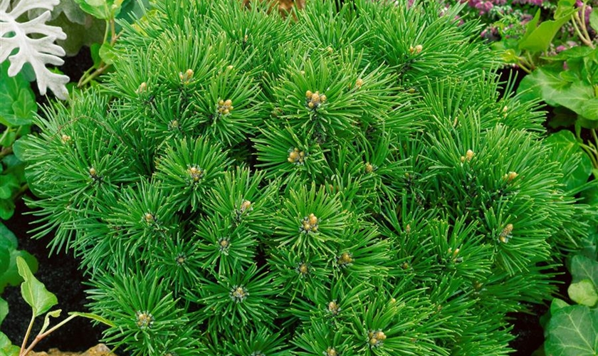 Kugel-Kiefer 'Mini Mops' - Floragard Pflanzeninfothek