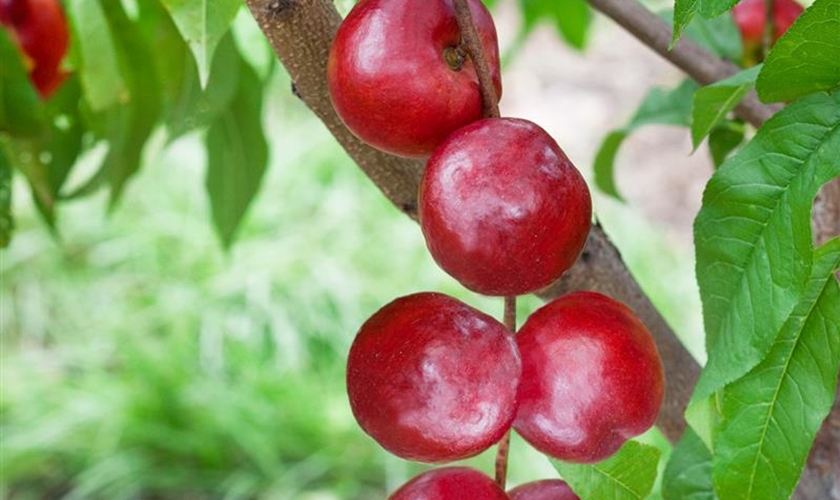 Nektarine - Floragard Pflanzeninfothek