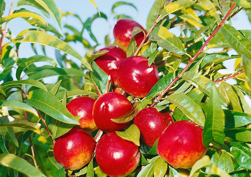 Nektarine 'Independence' - Floragard Pflanzeninfothek