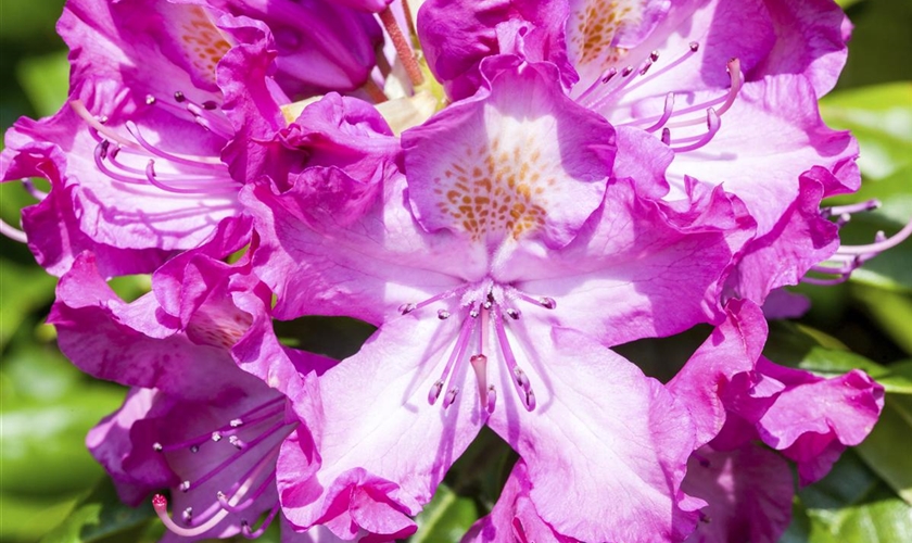 Rhododendron-Hybride 'Alfred' - Floragard Pflanzeninfothek