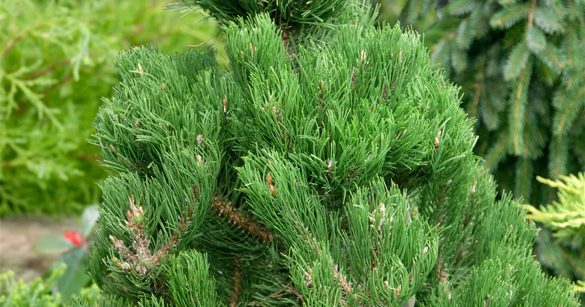 Pinus nigra 'Oregon Green' Pflanze, Pflege & Tipps Floragard