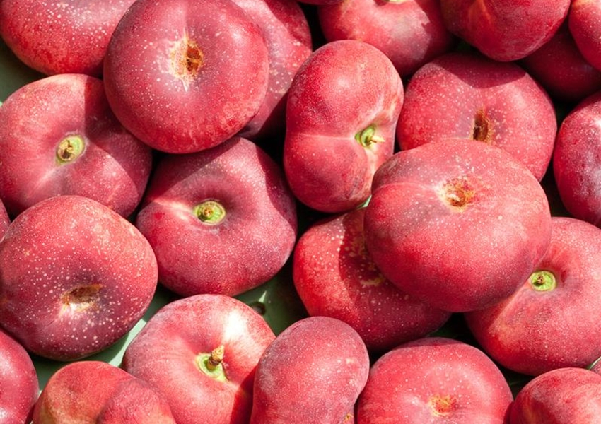 Pfirsich 'Flachpfirsich' - Floragard Pflanzeninfothek