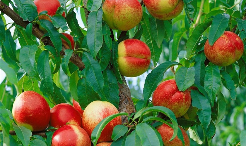 Nektarine 'Rhonegold' - Floragard Pflanzeninfothek