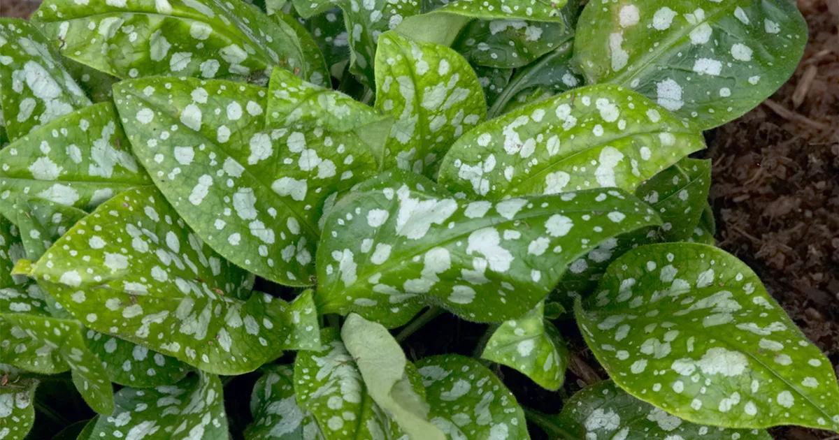 Lungenkraut 'Argentea' Pflanze, Pflege & Tipps Floragard