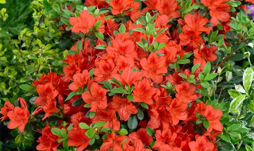 Japanische Azalee 'Mediante' Pflanze, Pflege & Tipps Floragard