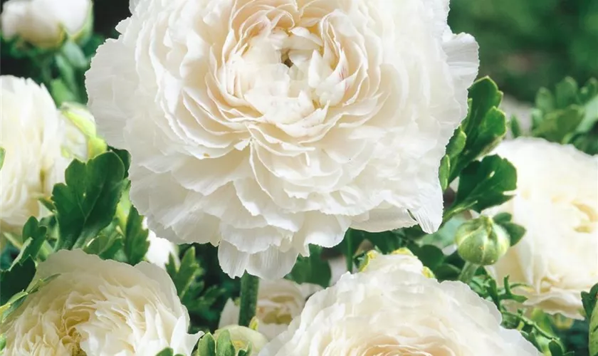 Ranunkel 'Picotee White' Pflanze, Pflege & Tipps Floragard