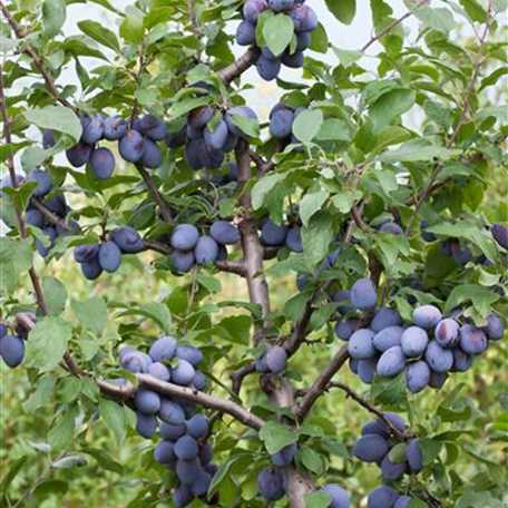 Prunus domestica subsp. domestica 'Katinka'(s) - Floragard Pflanzeninfothek