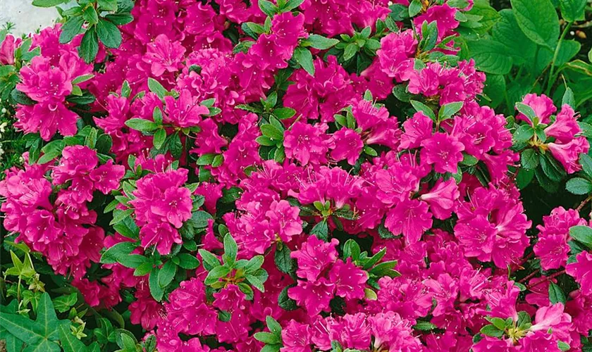 Japanische Azalee 'Geisha Purple' Pflanze, Pflege & Tipps Floragard