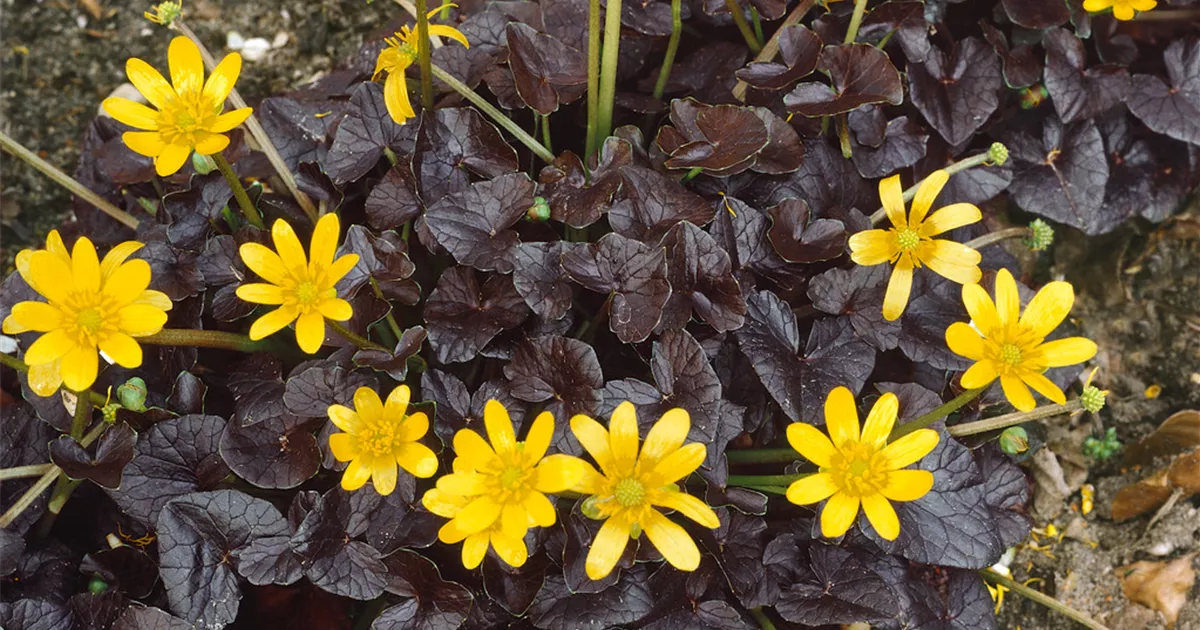 Ranunculus ficaria 'Brazen Hussy' Pflanze, Pflege & Tipps Floragard