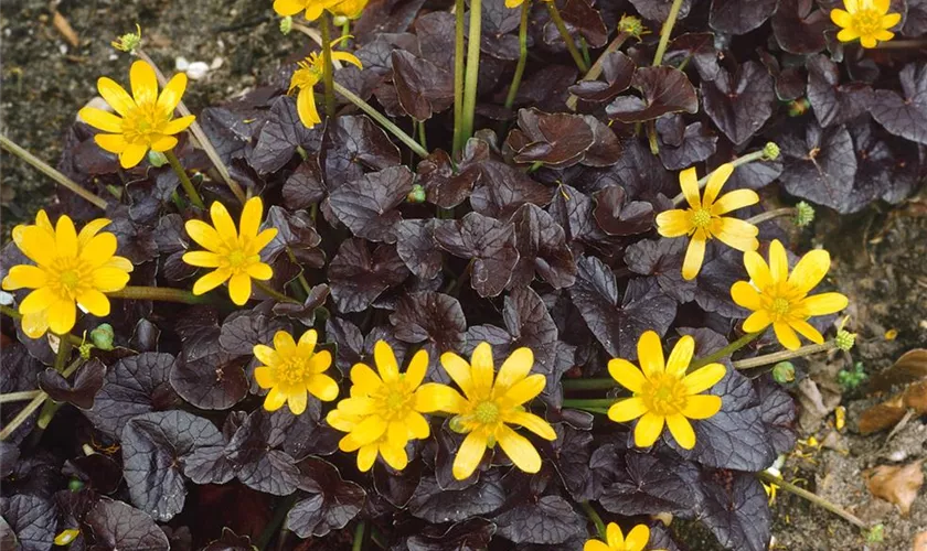 Ranunculus ficaria 'Brazen Hussy' Pflanze, Pflege & Tipps Floragard