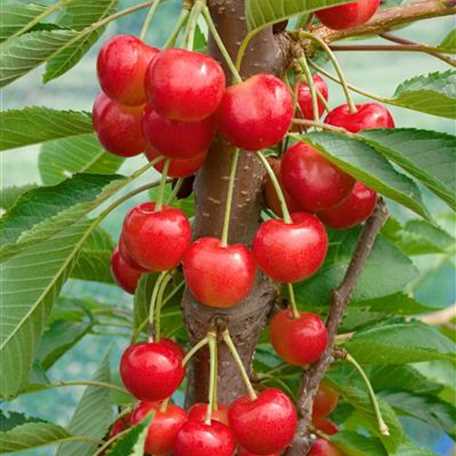 Kirsche 'Sweetheart'® - Floragard Pflanzeninfothek